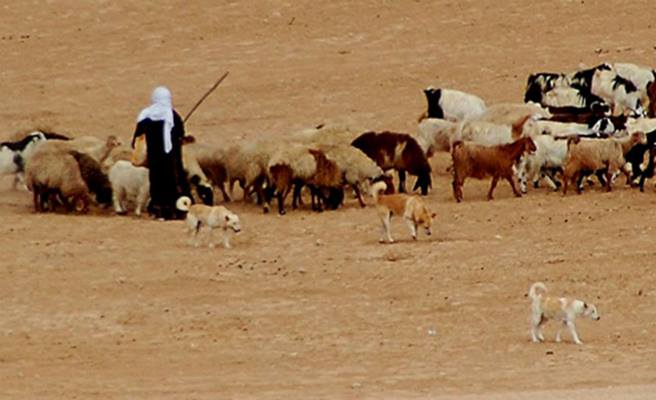 Why Jordan Should Be Proud of their Canaan Dog – My Amman Life